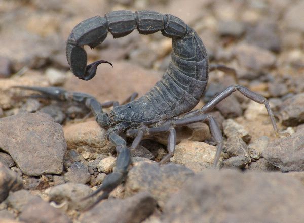 Androctonus Bicolor Size