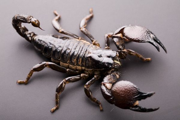 Emperor Scorpion Close up - Scorpion Facts and Information