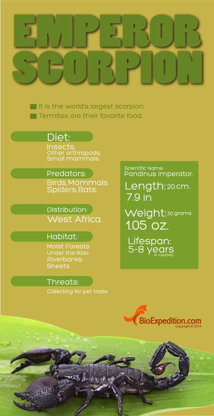 Emperor Scorpion Infographic